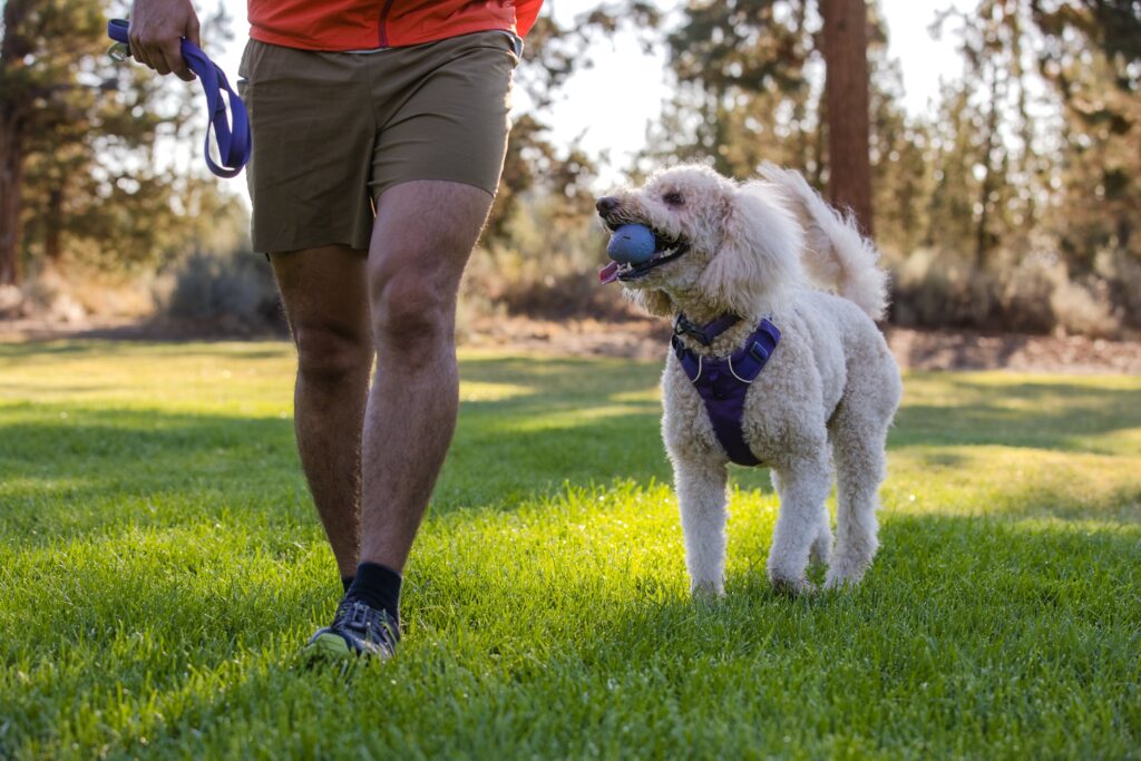 How To Choose The Right Dog Harness | A Ruffwear Guide